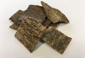 Cây Đỗ Trọng: Đặc Điểm, Tác Dụng Và 30 Bài Thuốc Trị Bệnh Tốt