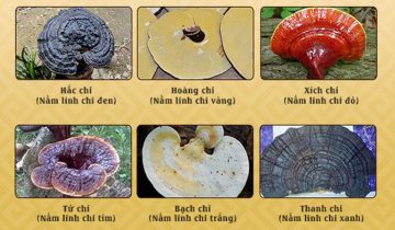 Nấm Linh Chi Đen Có Tác Dụng Gì? Dùng Thế Nào Tốt Nhất?