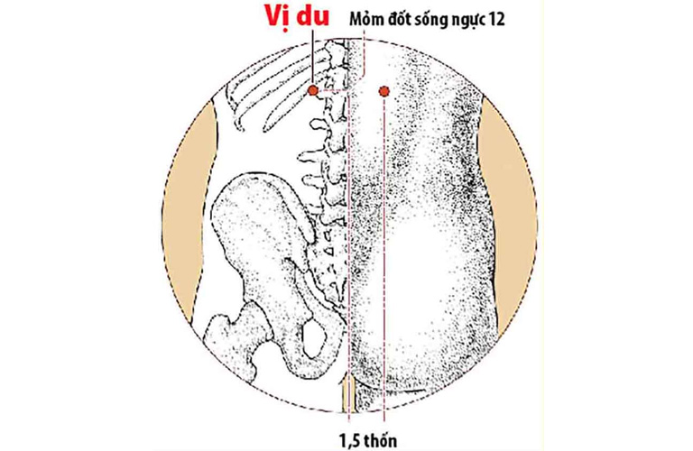 Huyệt Vị Du: Tìm Hiểu Vị Trí Và Hướng Dẫn Ứng Dụng Trị Bệnh