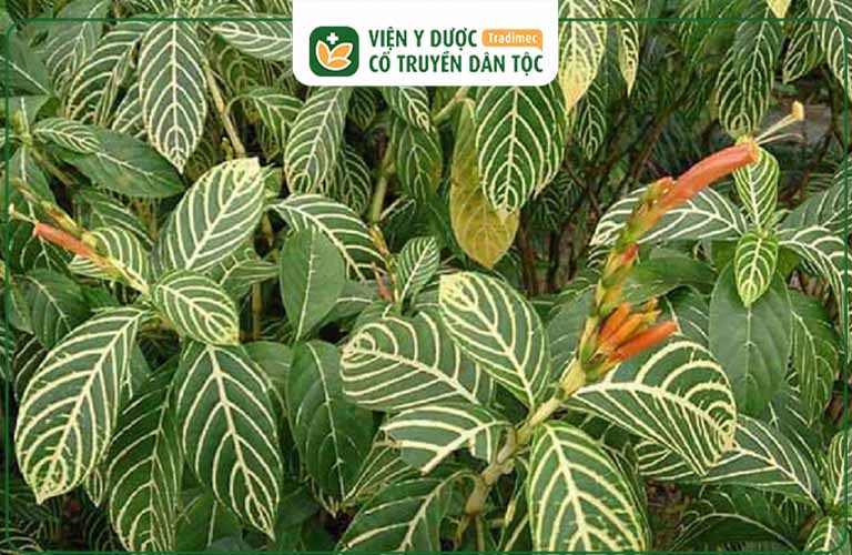 Hướng Dẫn Cách Dùng Cây Xăng Sê Chữa Trào Ngược Dạ Dày