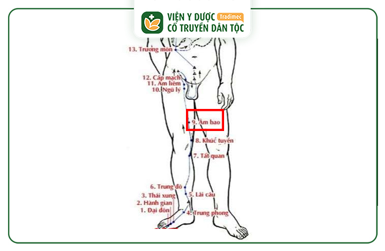 Huyệt Âm Bao Tìm Hiểu Vị Trí Và Công Năng Trị Bệnh 7117